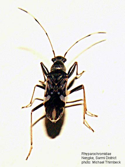 Papua Insects Foundation (Hemiptera/Heteroptera)